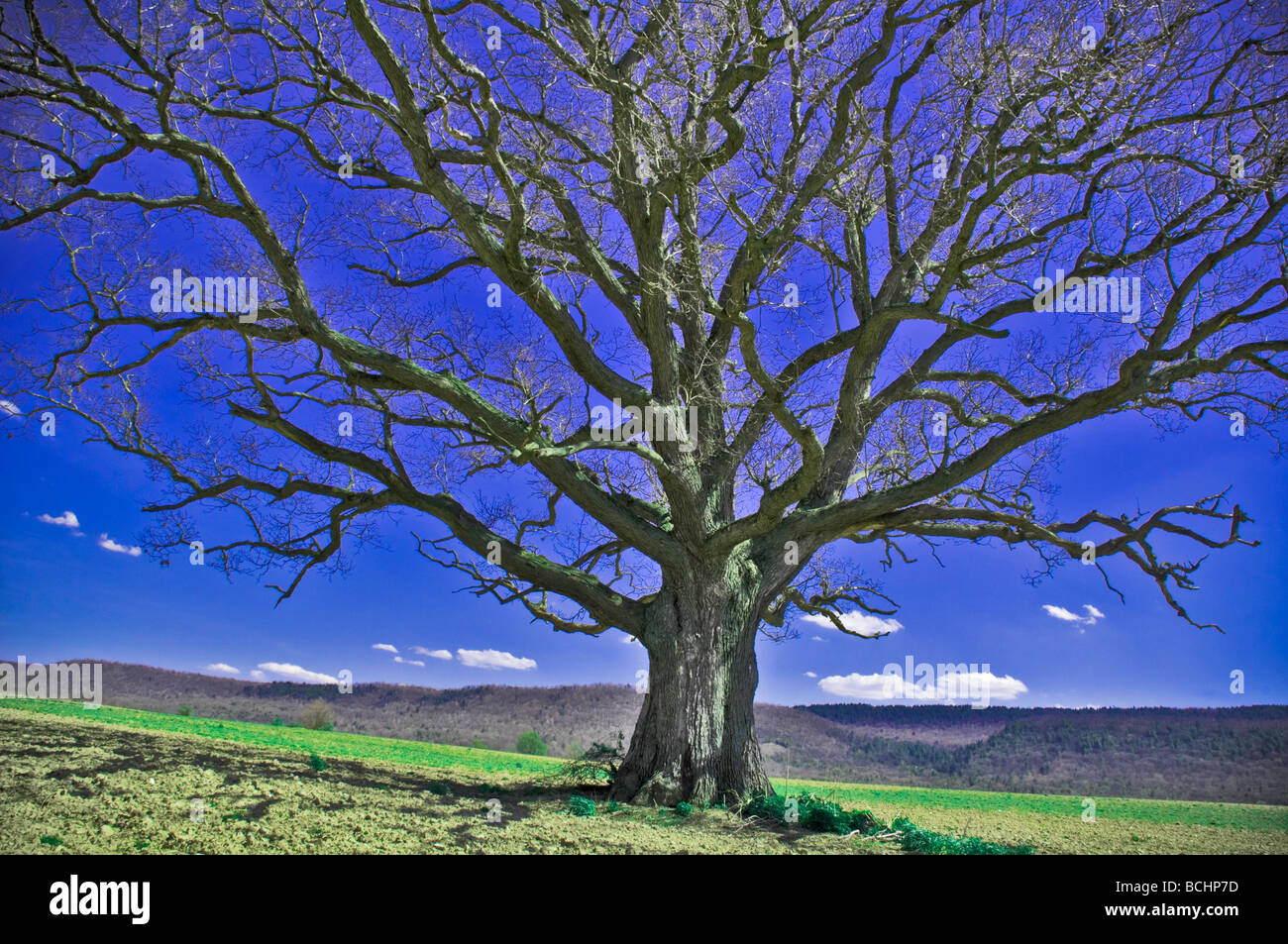 A Large Oak Tree in the middle of an open field in Central Pennsylvania ...