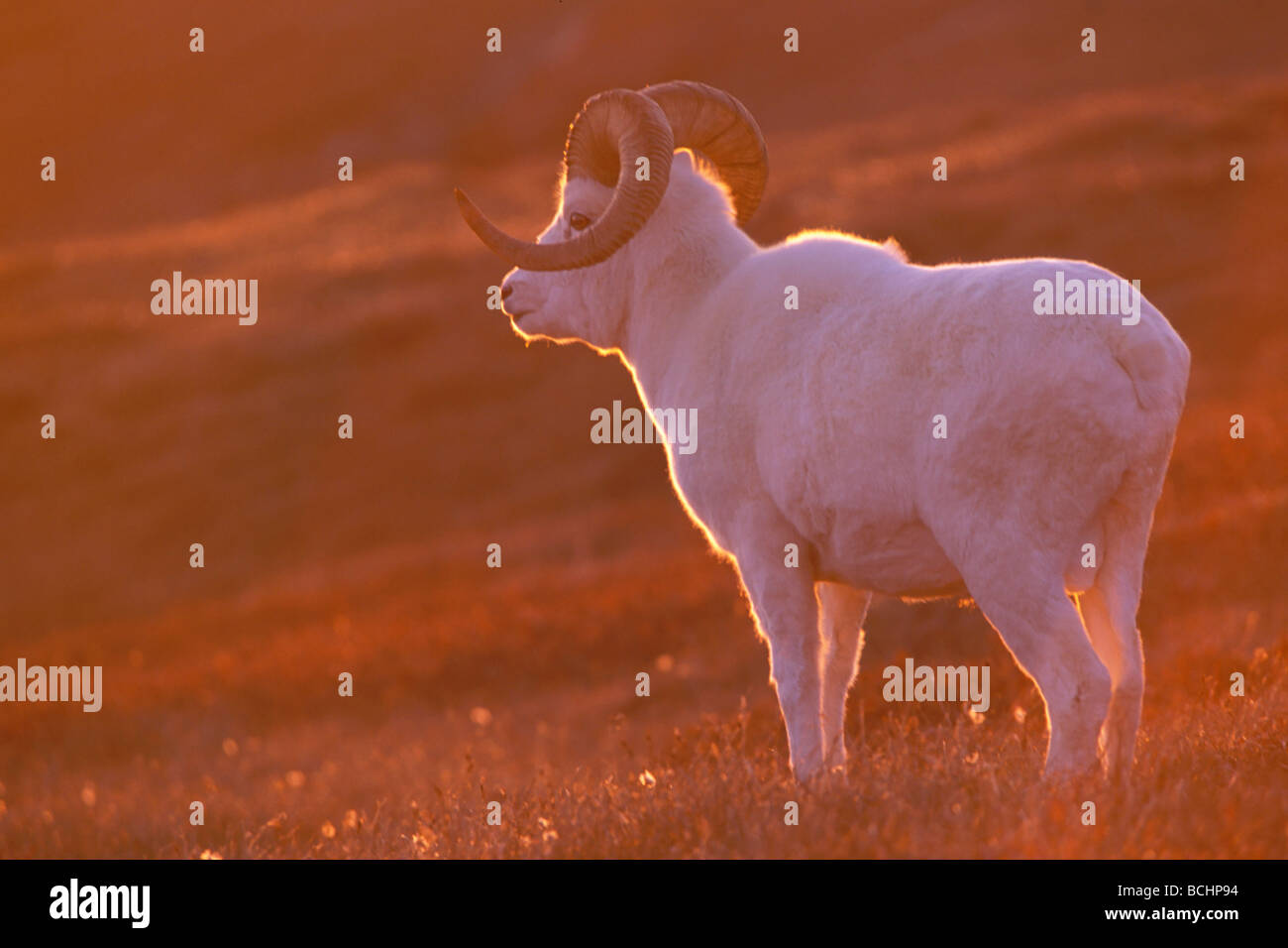 Primrose ridge denali national park hi-res stock photography and images ...