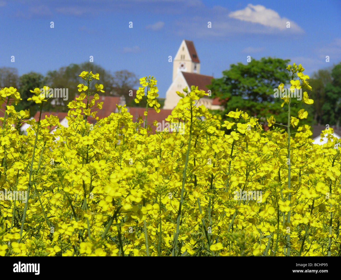 Canola oil field Stock Photo - Alamy