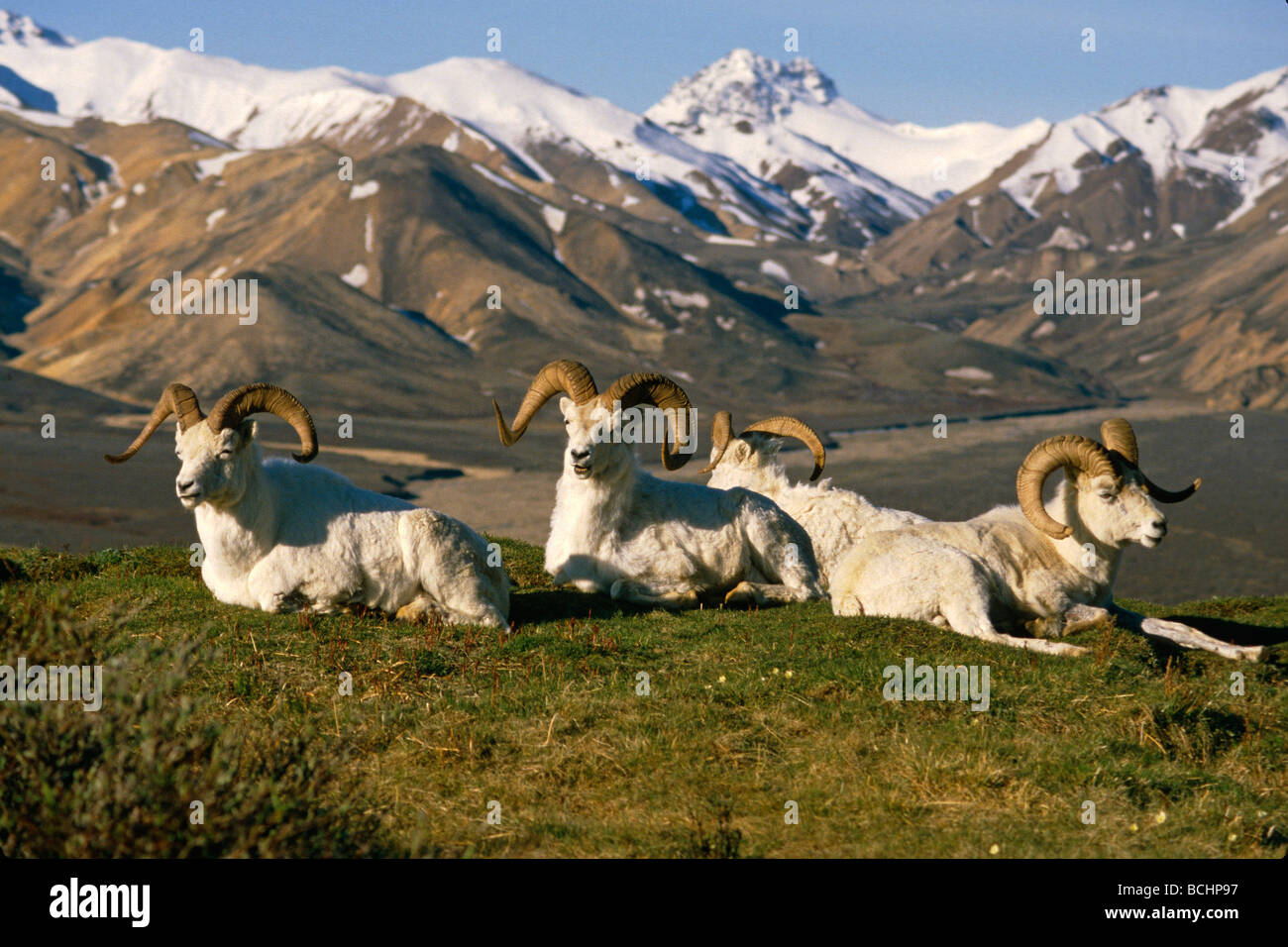 Group of Dall Sheep Rams on Ridge Polychrome Pass IN AK Summer Denali ...