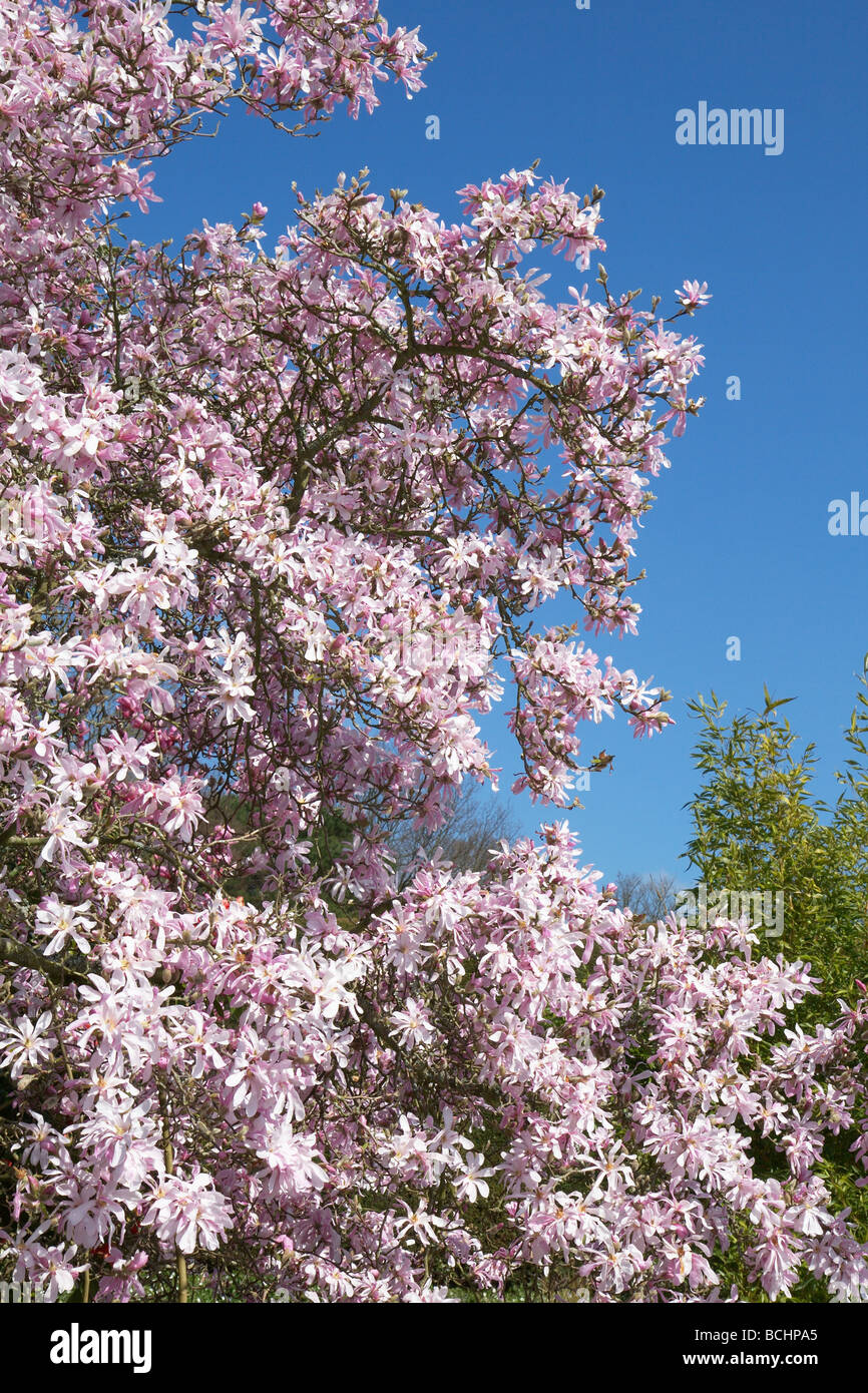 A magnificent magnolia Stock Photo - Alamy