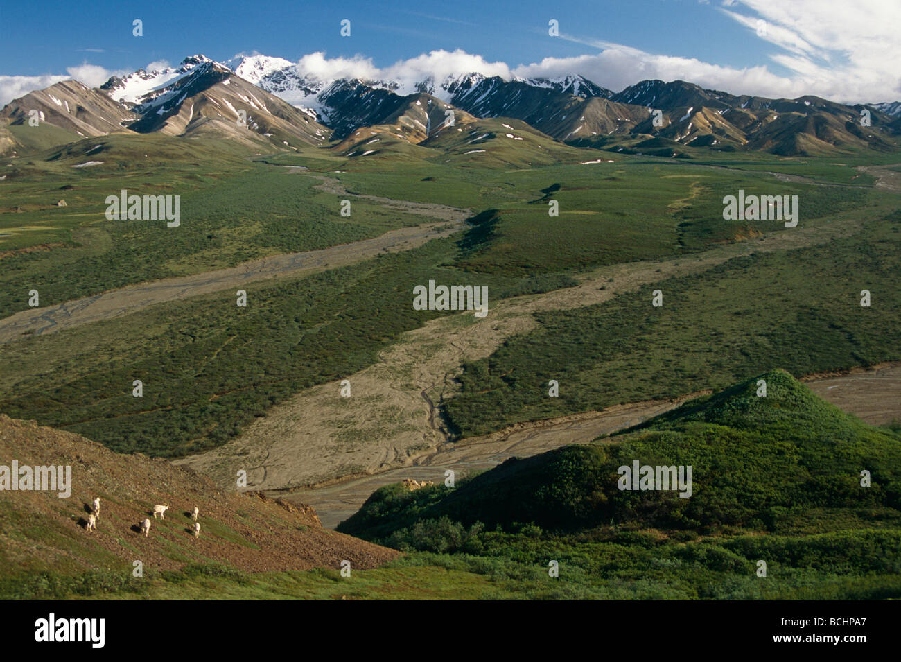 Dall sheep ak hi-res stock photography and images - Alamy