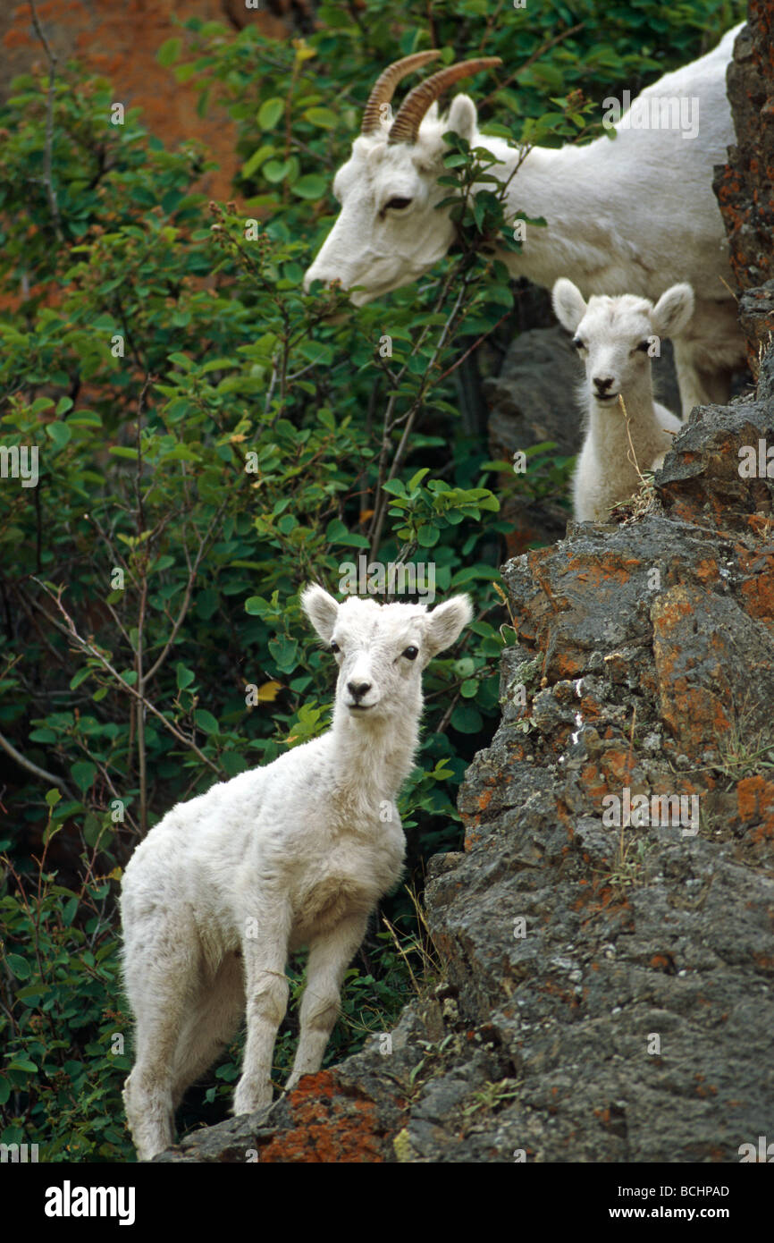Dall sheep and baby hi-res stock photography and images - Alamy