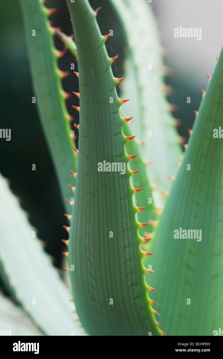 Aloe glauca 'blue aloe' plant abstract Stock Photo - Alamy