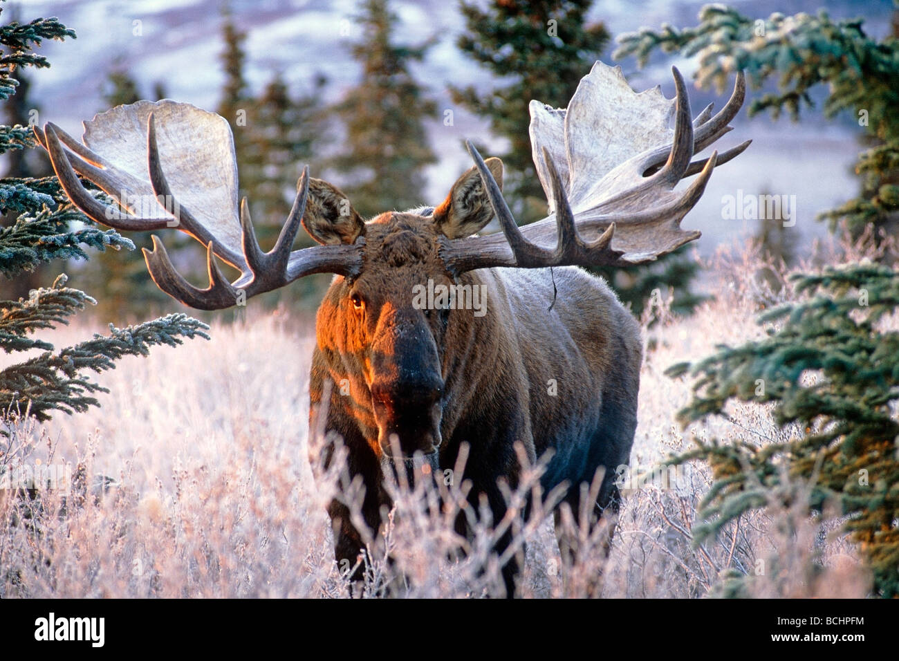 Bull Moose Covered W/ Frost Denali NP Winter Interior AK Stock Photo ...