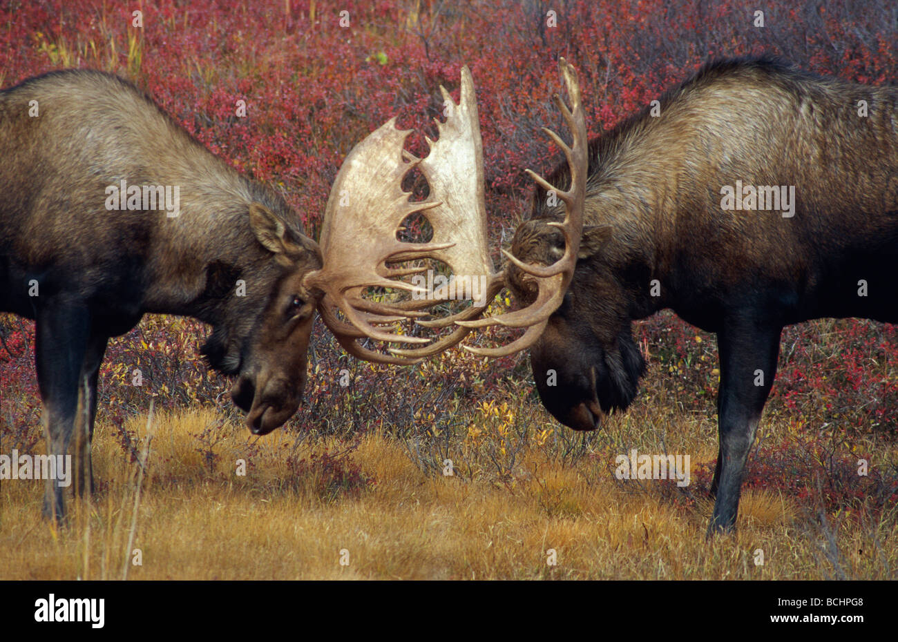 Two moose fighting hi-res stock photography and images - Alamy