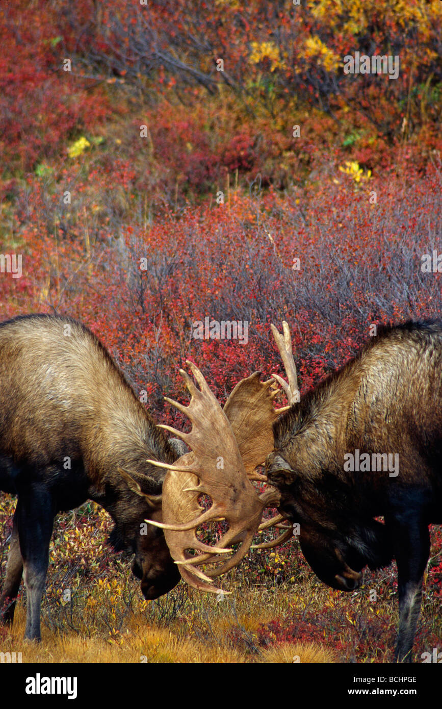 Two Bull Moose Lock Antlers in Rut Denali NP IN AK Fall Stock Photo - Alamy