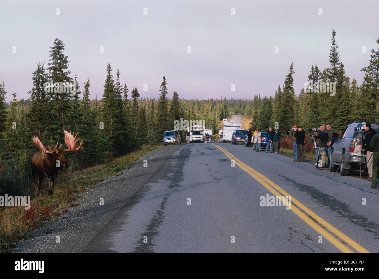 Moose on side of road hi-res stock photography and images - Alamy