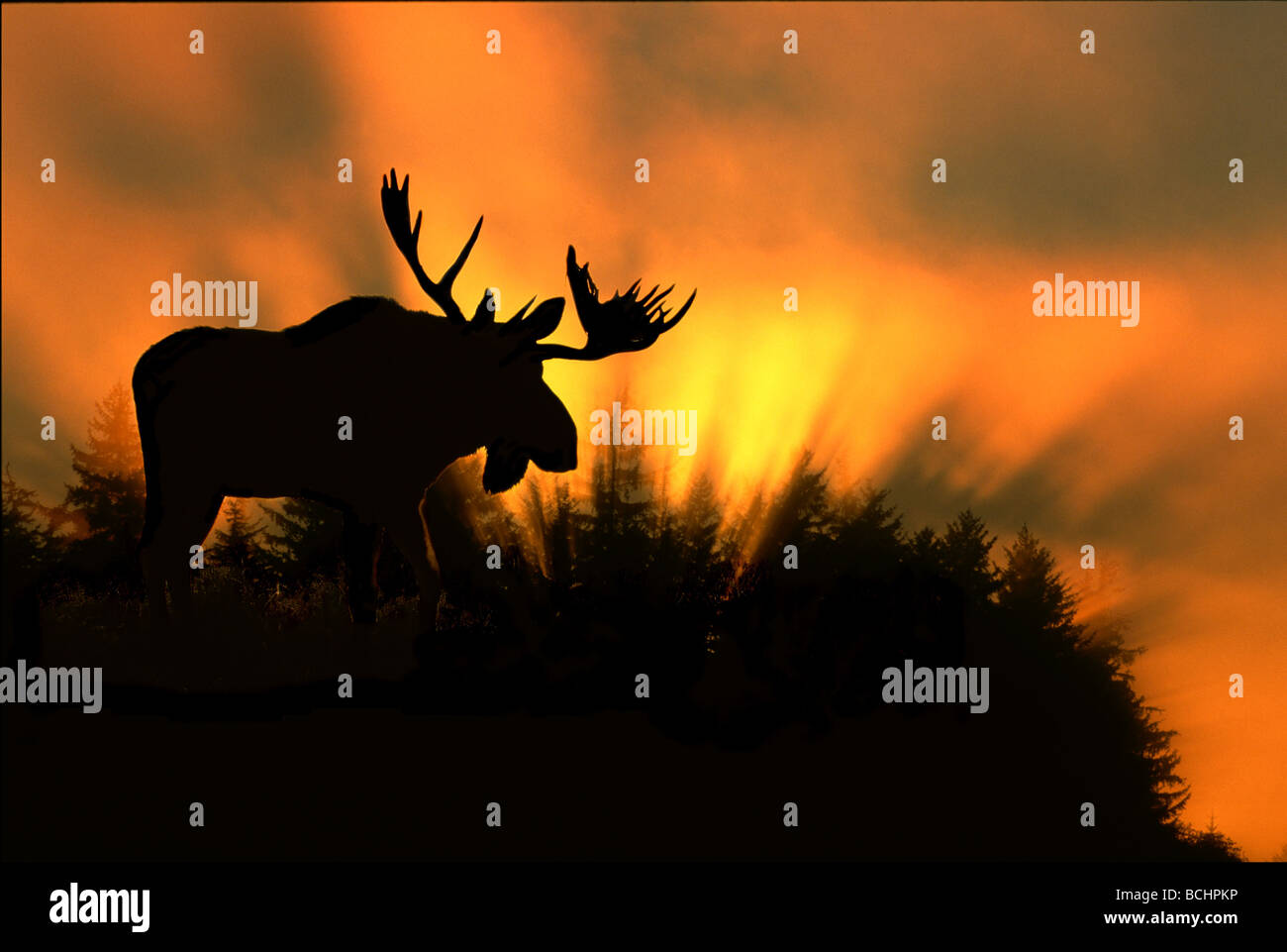 Bull Moose Sunset Stock Photos & Bull Moose Sunset Stock Images - Alamy