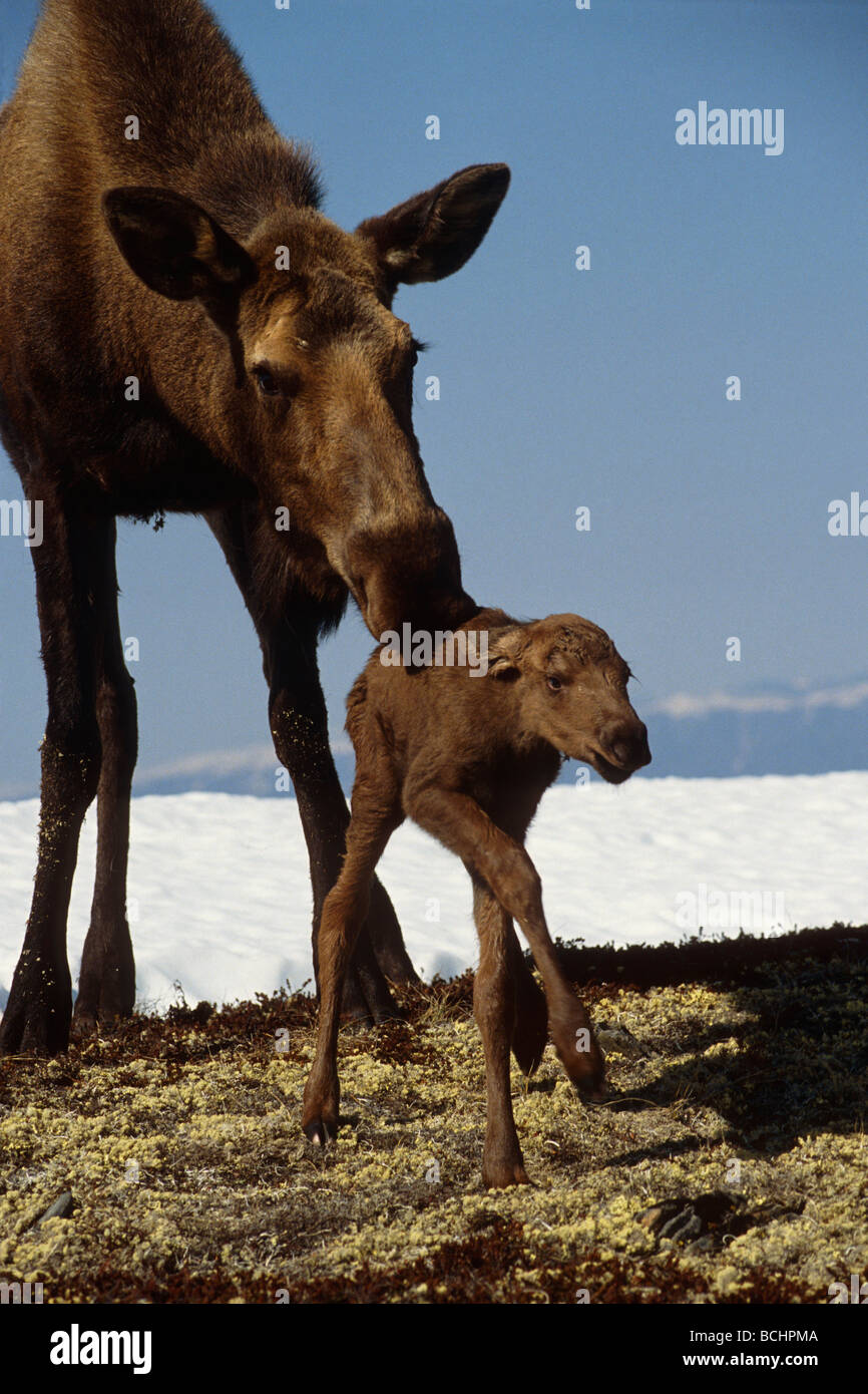 Mother Moose Nuzzling Calf Southcentral Alaska Fall Scenic Stock Photo ...