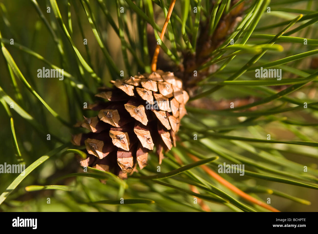 Opening Pine Cone Growing on Young Tree Stock Photo - Alamy