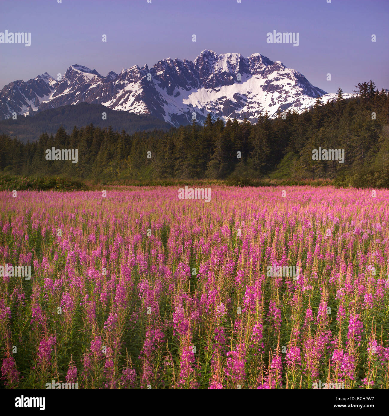 Alaska fireweed and moose hi-res stock photography and images - Alamy