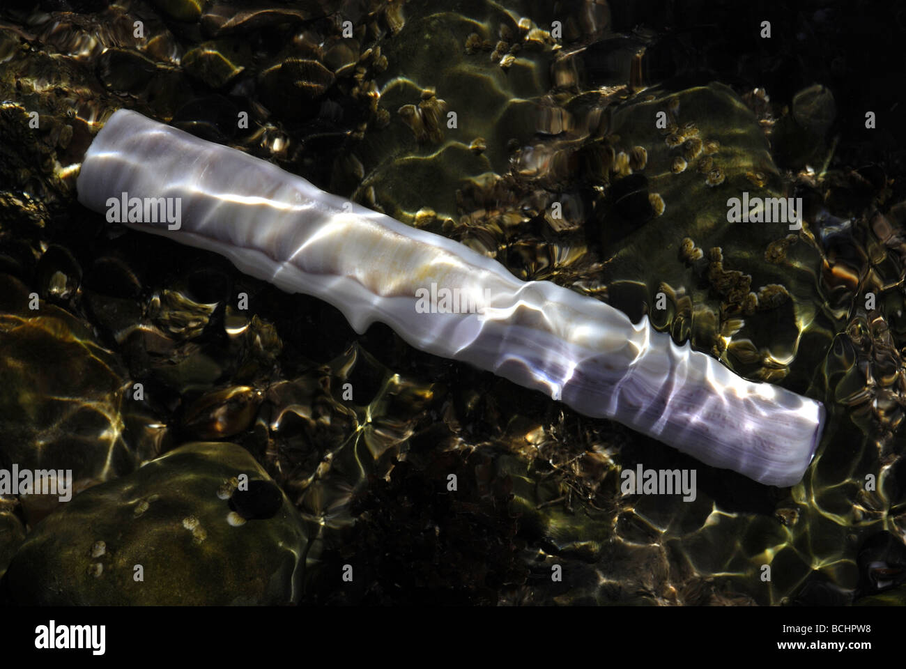 Razor shell hi-res stock photography and images - Alamy