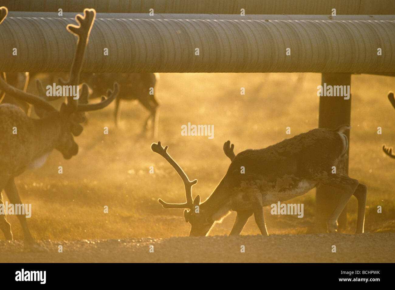Caribou grazing flowline Prudhoe Bay Arctic AK fall scenic Stock Photo ...