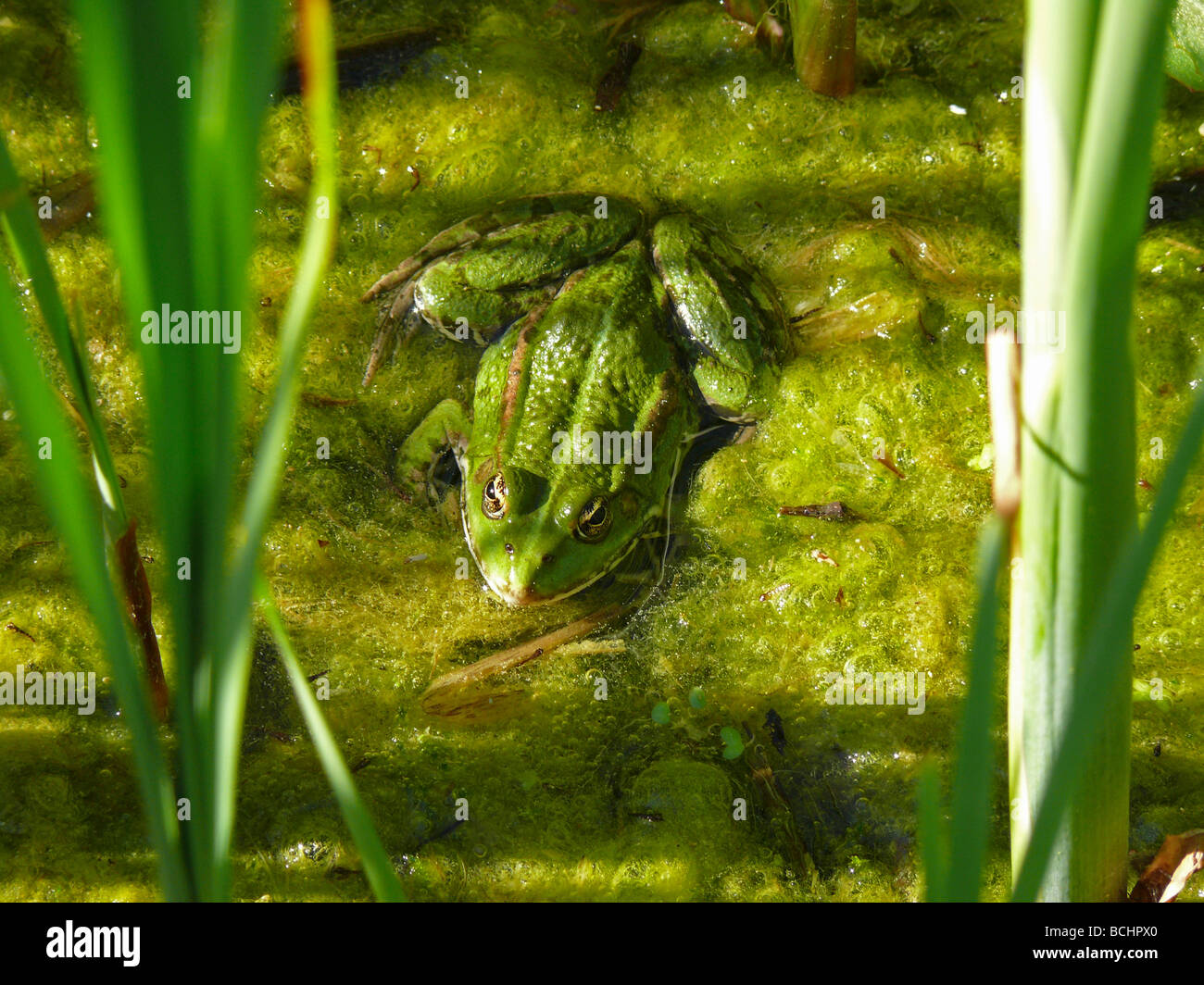 Rain garden pond hi-res stock photography and images - Alamy