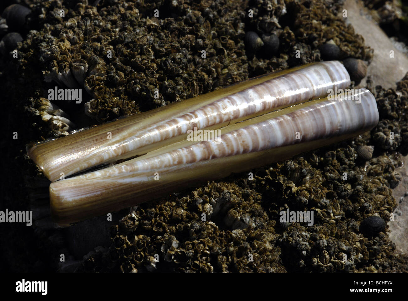 Pod Razor Shell Stock Photo - Alamy