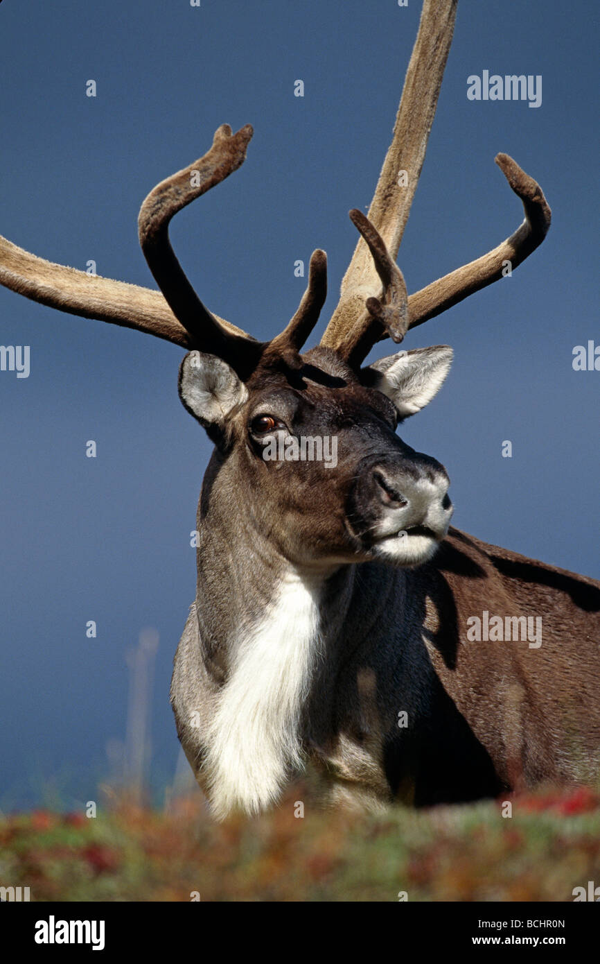 Bull Caribou velvet antlers Denali National Park Interior Alaska ...