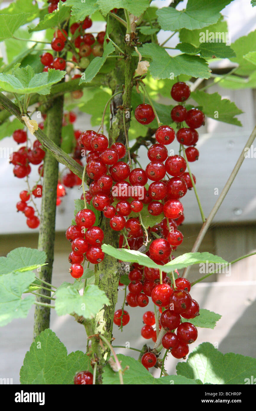 Vertical racemes hi-res stock photography and images - Alamy