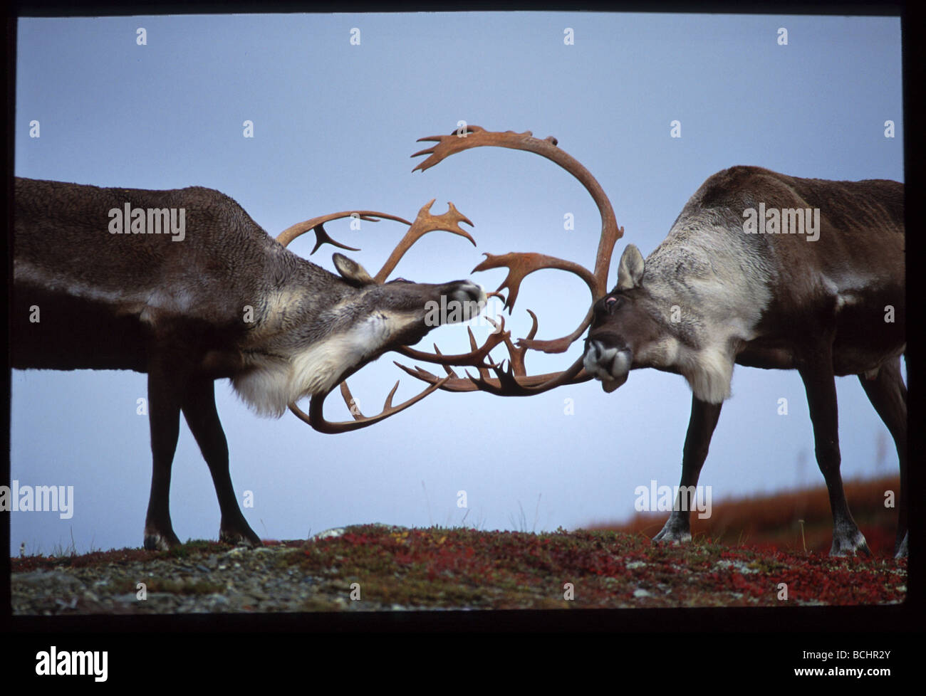 Caribou clashing antlers Denali Natl Park Interior AK fall scenic Stock ...