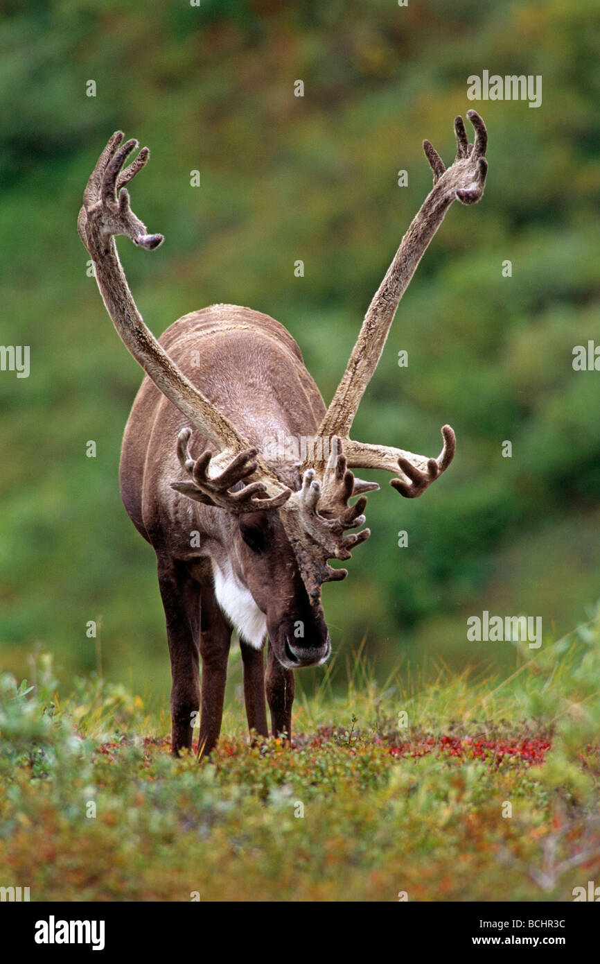 Adult caribou in velvet Denali National Park Alaska Stock Photo - Alamy