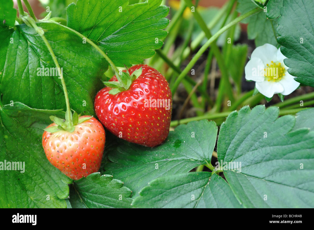 inflorescence and ripening strawberry fruits Stock Photo - Alamy