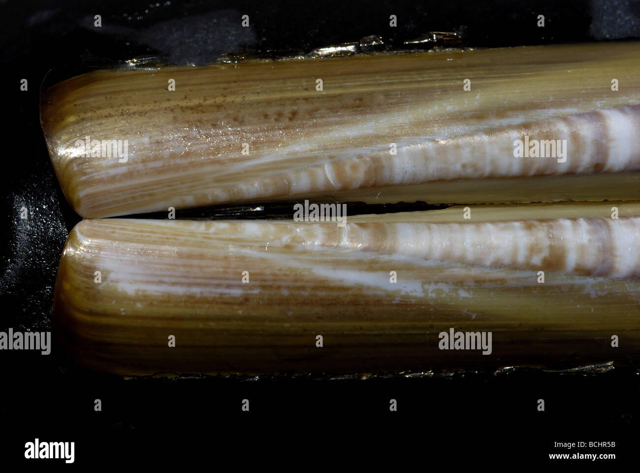 Razor shell hi-res stock photography and images - Alamy