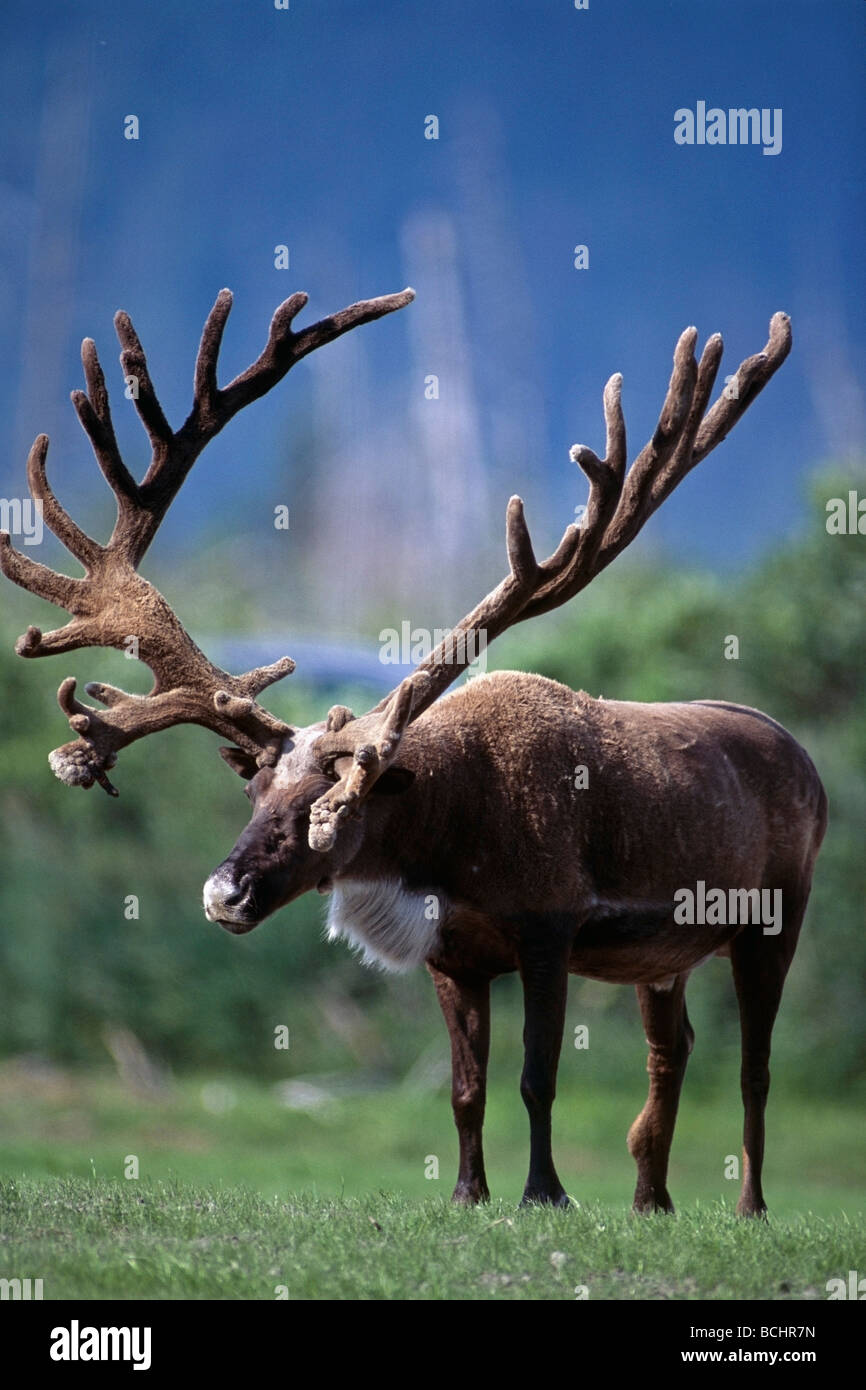 Captive Bull Caribou at the Alaska Wildlife Conservation Center in ...