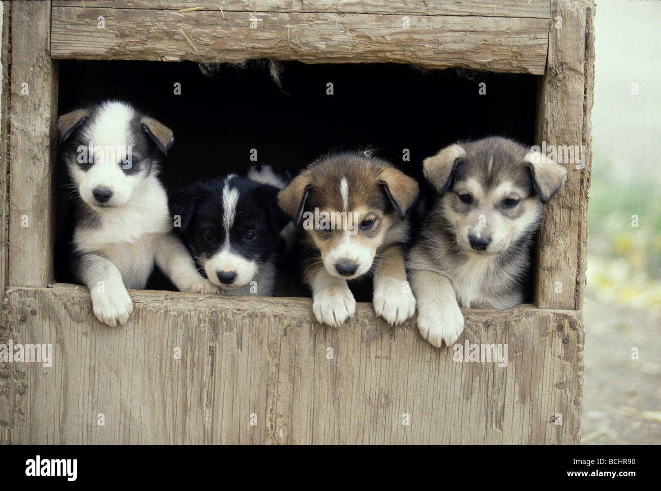 Susan Butcher Alaska High Resolution Stock Photography and Images - Alamy