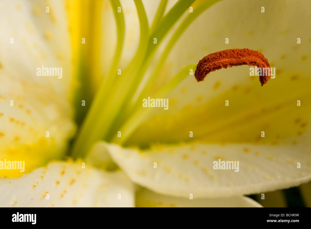 Oriental Lily ( Lilium Auratum Platyphylum ) Stamen Close Up Stock ...