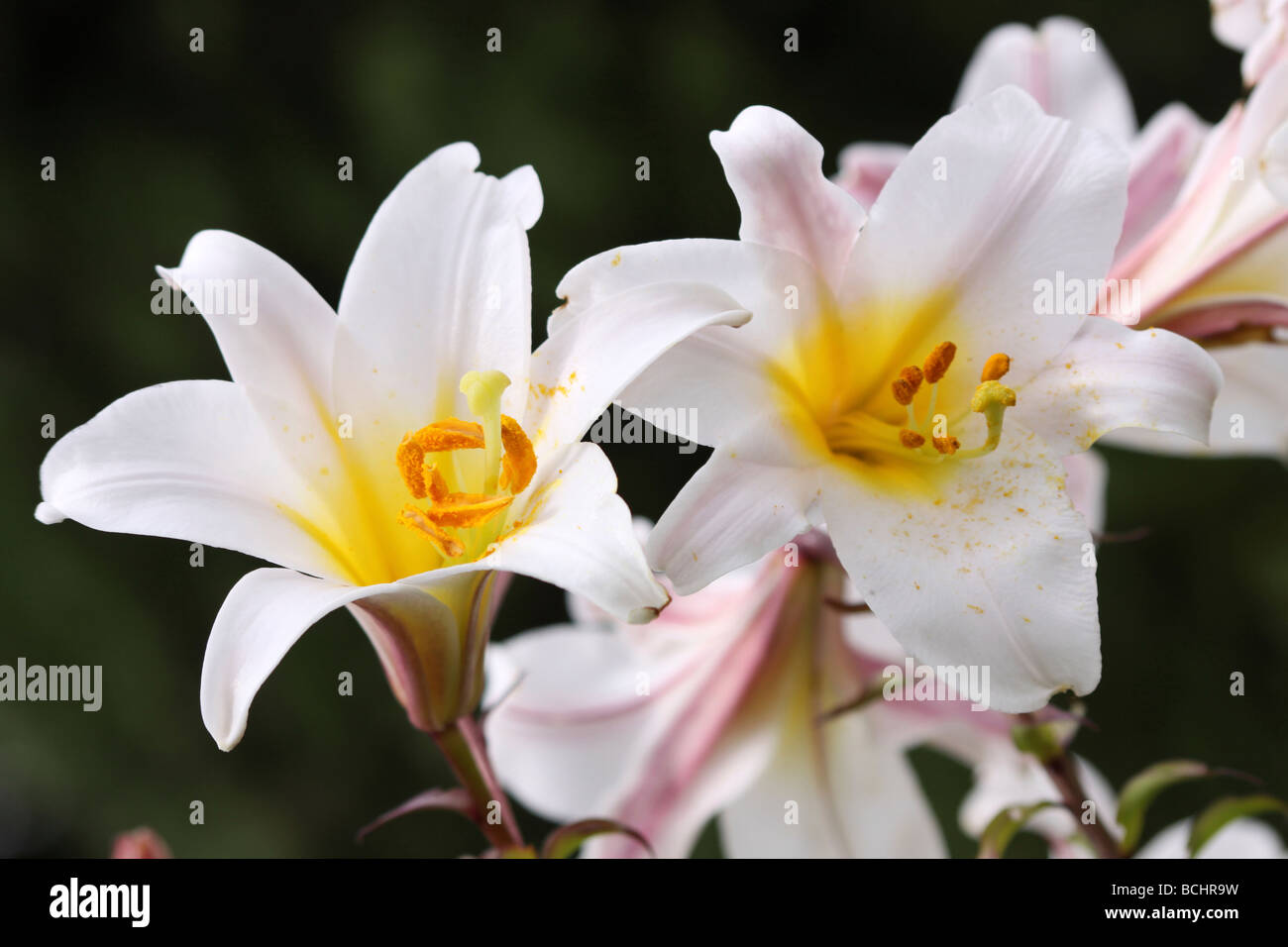 Lilium regale in border hi-res stock photography and images - Alamy