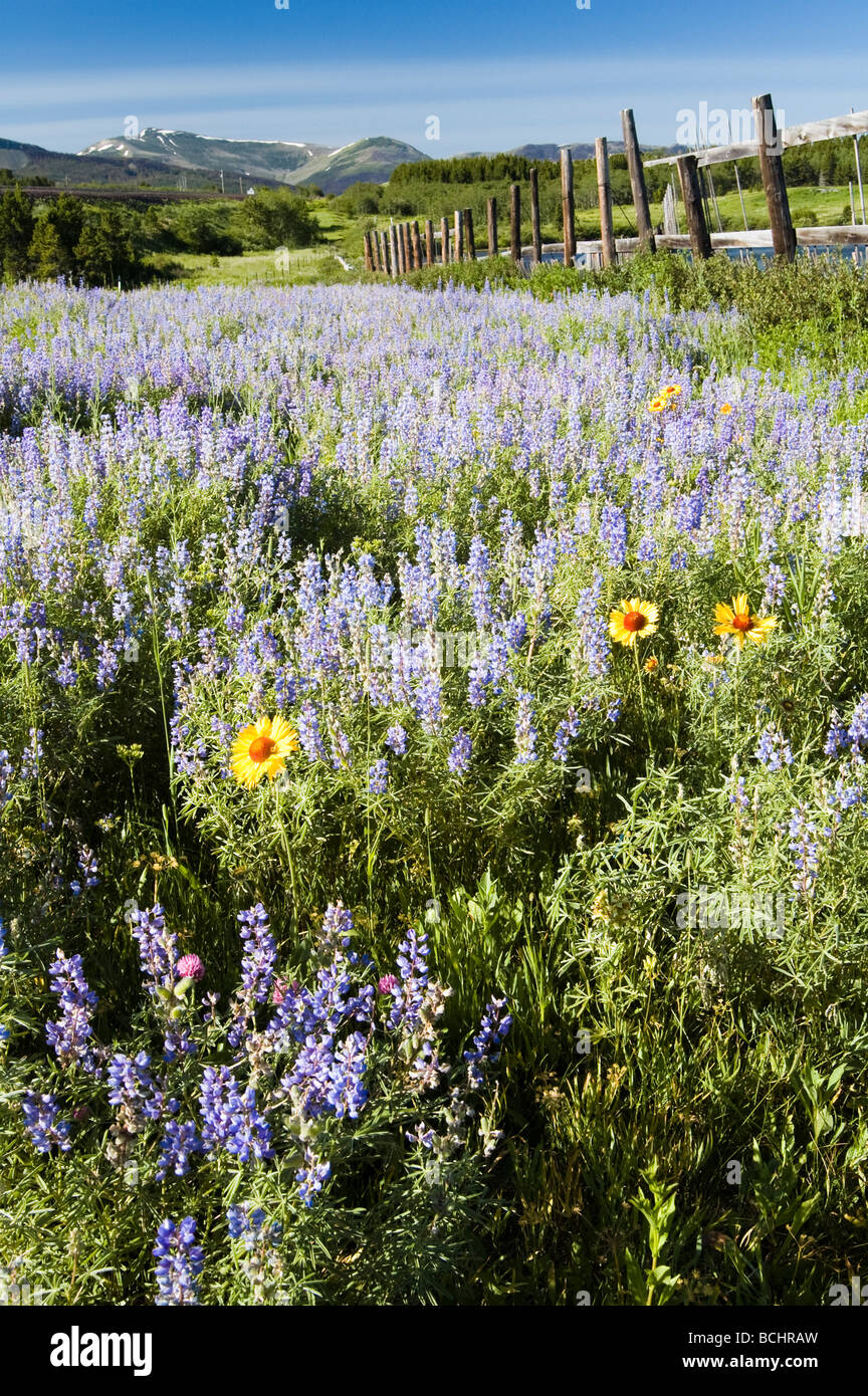 Wildflowers in glacier hi-res stock photography and images - Alamy