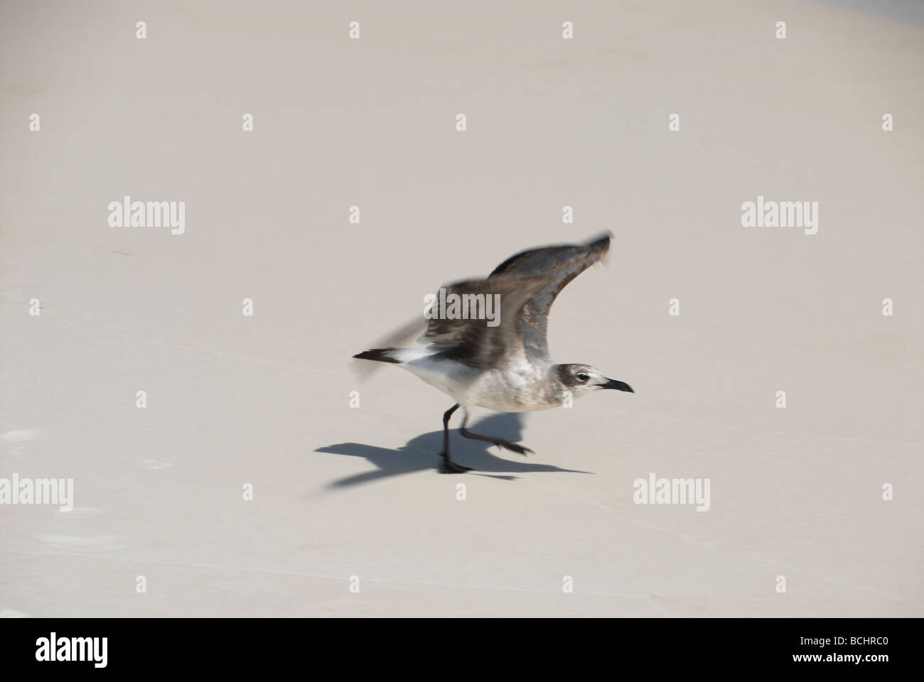 Sea bird taking off Stock Photo - Alamy