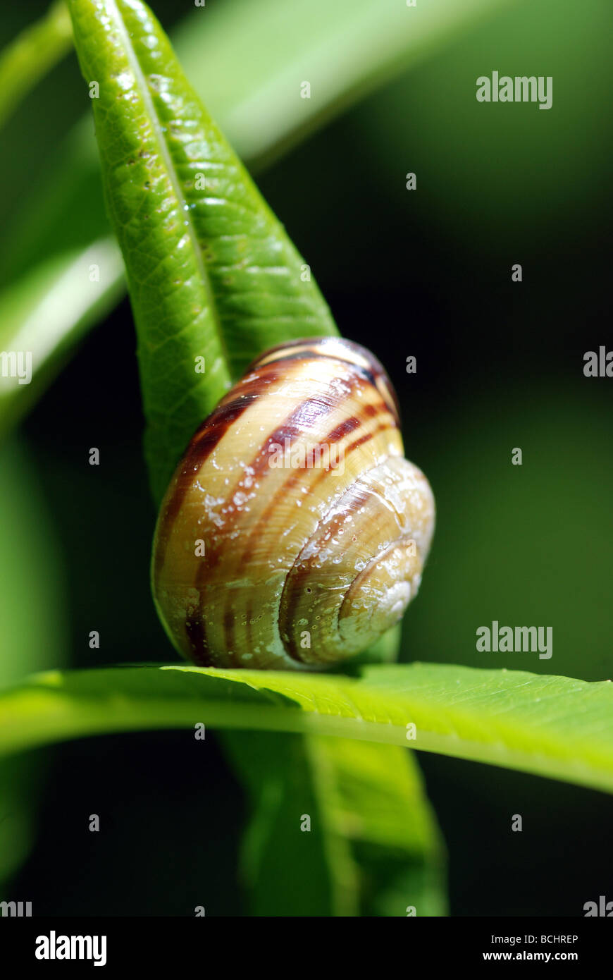 Woodland snail hi-res stock photography and images - Alamy