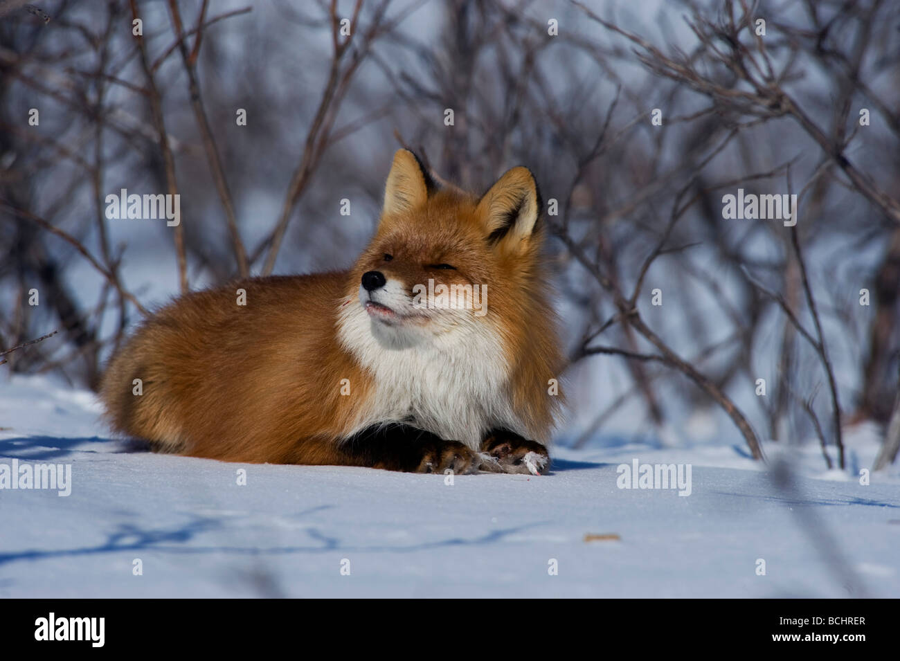 Red Fox laying amongst willow on snowcovered tundra near Nome, Alaska ...