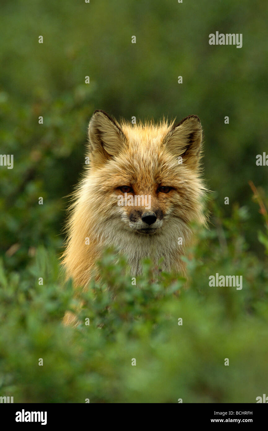 Portrait of Red Fox in Meadow Denali NP IN Alaska Summer Stock Photo ...