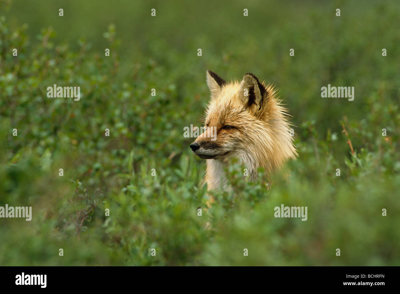 Portrait of Red Fox in Meadow Denali NP IN Alaska Summer Stock Photo ...