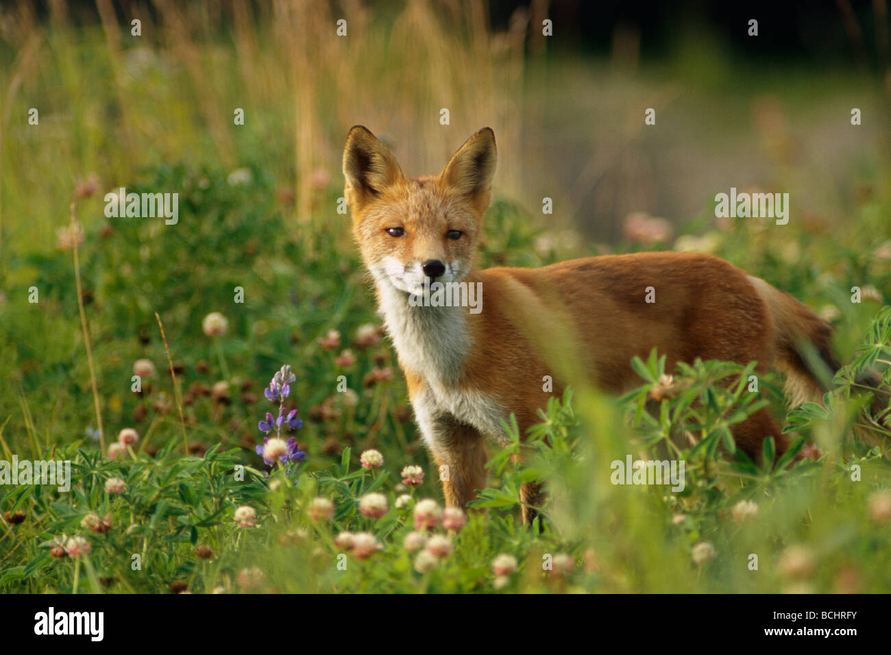 Fox game hi-res stock photography and images - Alamy