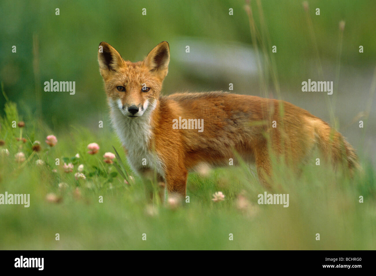 Portrait of Red Fox in Meadow Captive SC AK Summer AK Big Game Animal ...