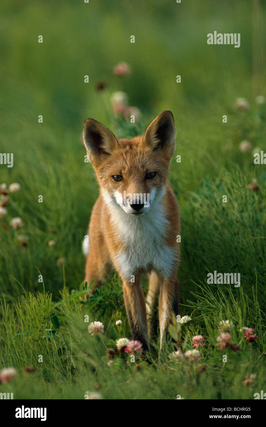 Big fox hi-res stock photography and images - Alamy