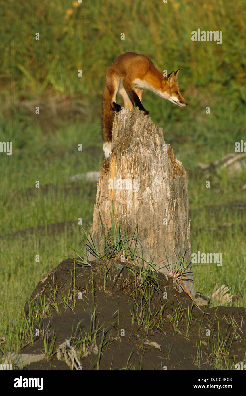 Captive fox hi-res stock photography and images - Alamy