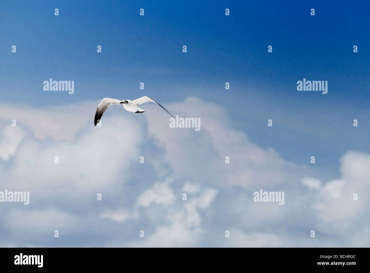 In flight fly flying aloft hi-res stock photography and images - Alamy