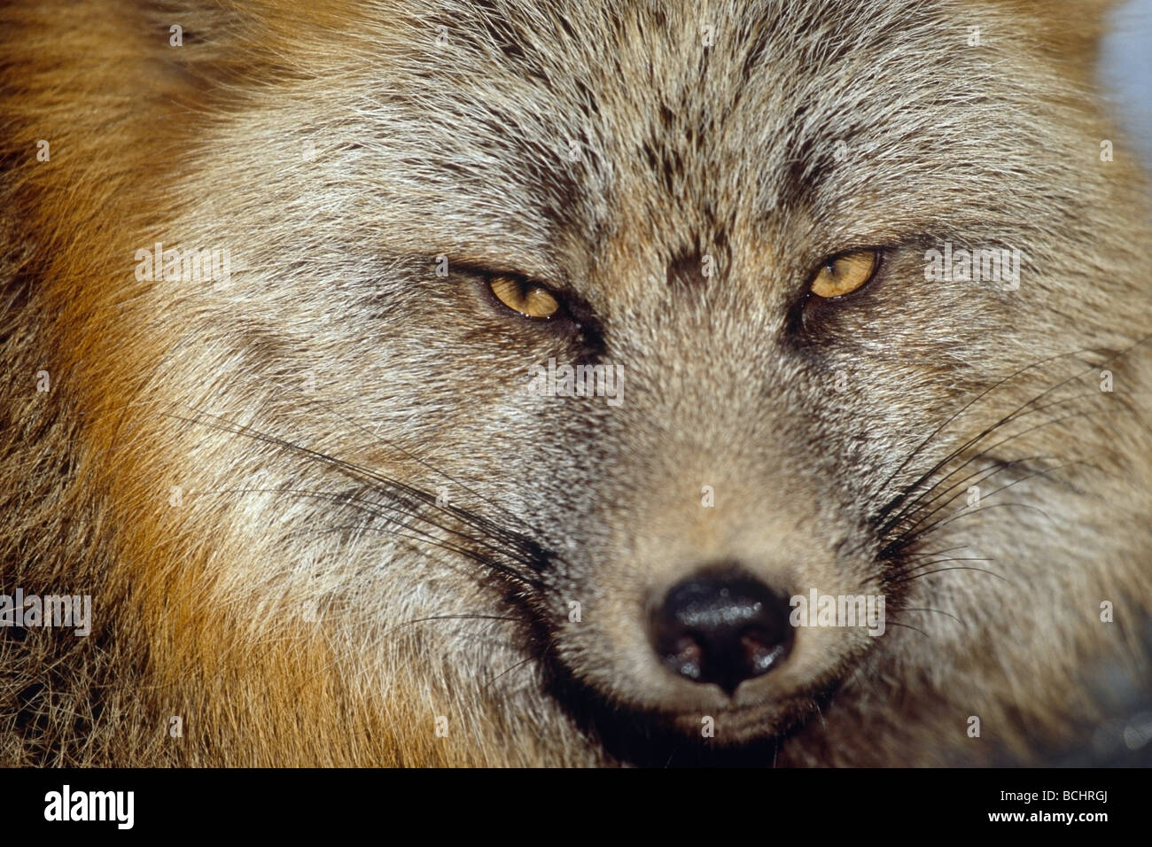Kodiak archipelago kodiak island alaska hi-res stock photography and ...