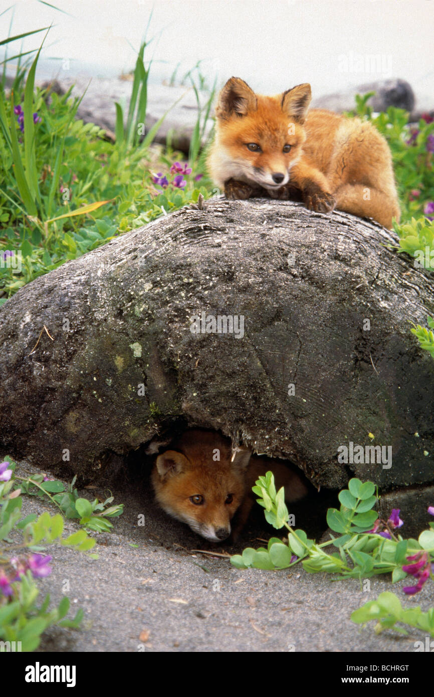 Red fox den interior hi-res stock photography and images - Alamy