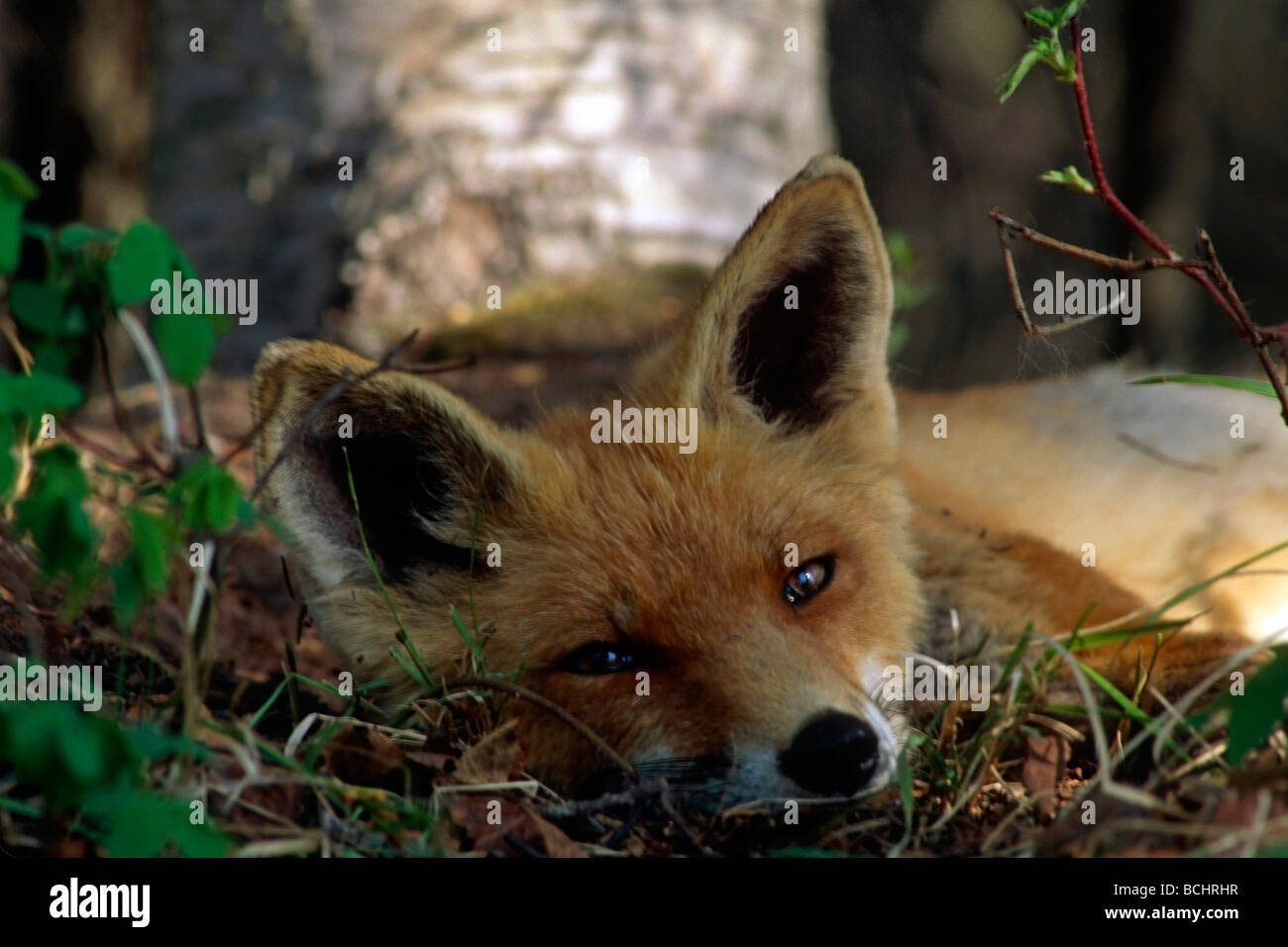Red fox lying on ground hi-res stock photography and images - Alamy