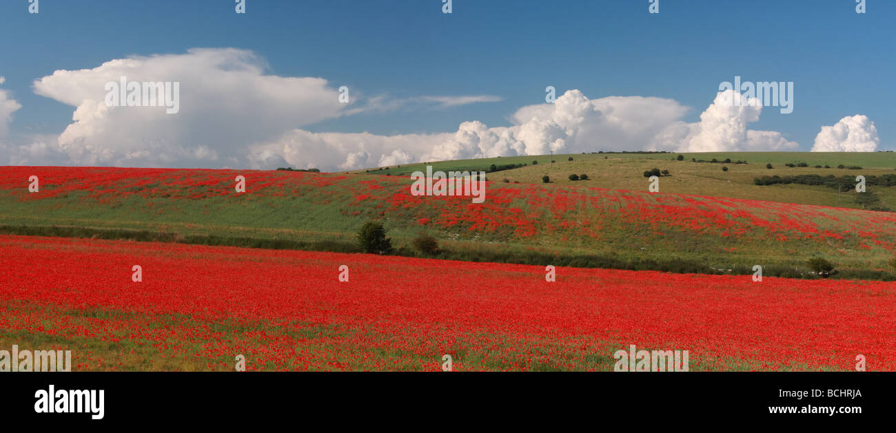 Poppies uk hi-res stock photography and images - Alamy