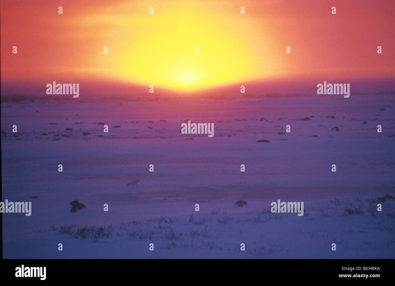 Arctic fox sunset orange hi-res stock photography and images - Alamy
