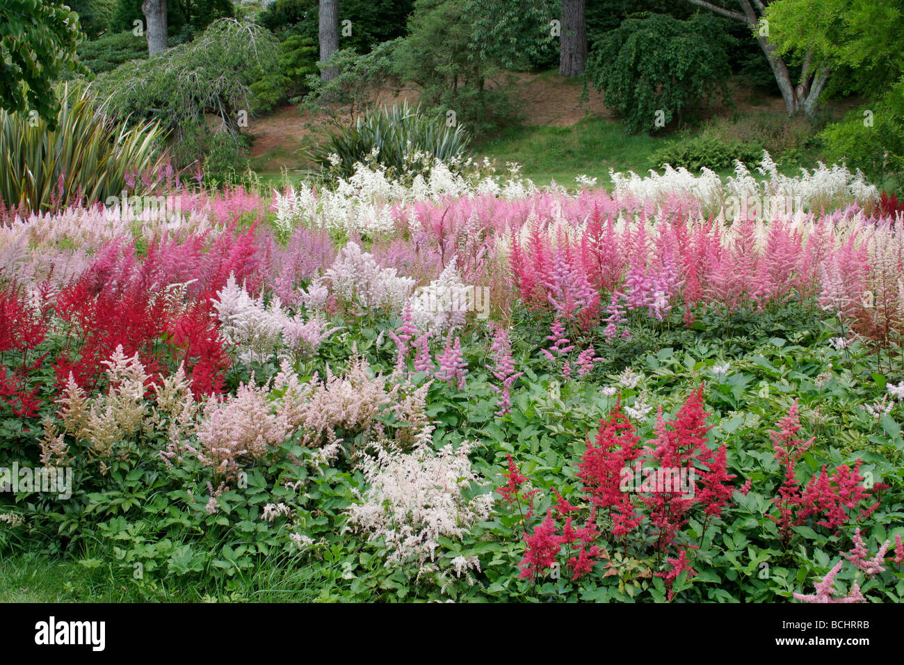 Pink astilbes hi-res stock photography and images - Alamy