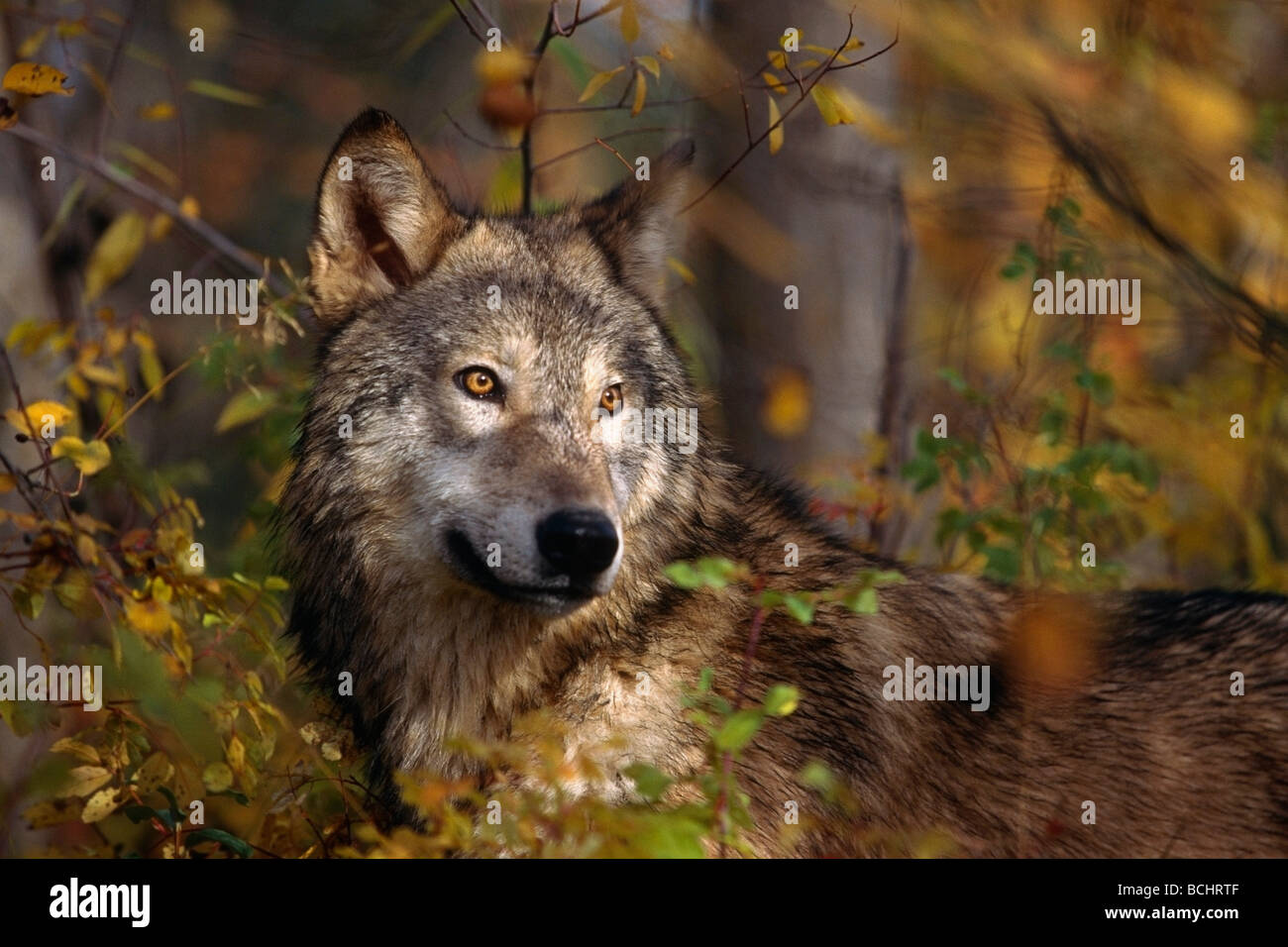 Wolf branch hi-res stock photography and images - Alamy