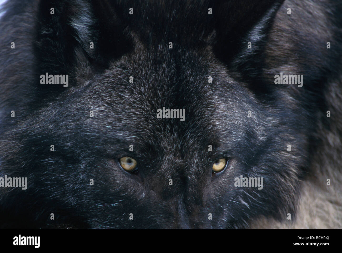 Gray Wolf Male Closeup of Eyes Winter Portrait Captive Stock Photo - Alamy