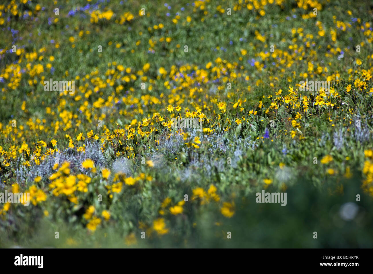 Mules Ear Aspen Sunflowers and Blue Flax below Snodgrass Mountain near ...